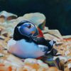 puffin paintings by Alison Ingram